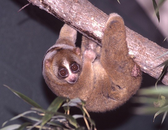 GREATER SLOW LORIS LIFE EXPECTANCY