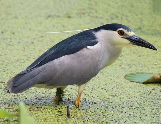 GOLIATH HERON LIFE EXPECTANCY