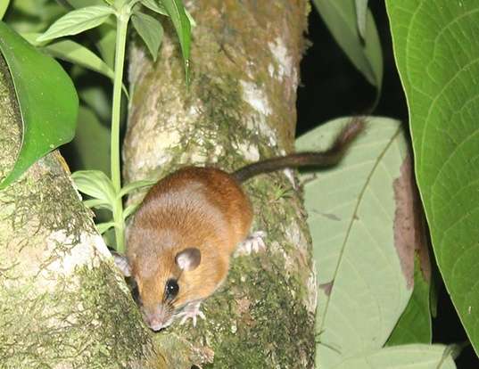 CRESTED RAT LIFE EXPECTANCY