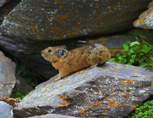 STEPPE PIKA LIFE EXPECTANCY