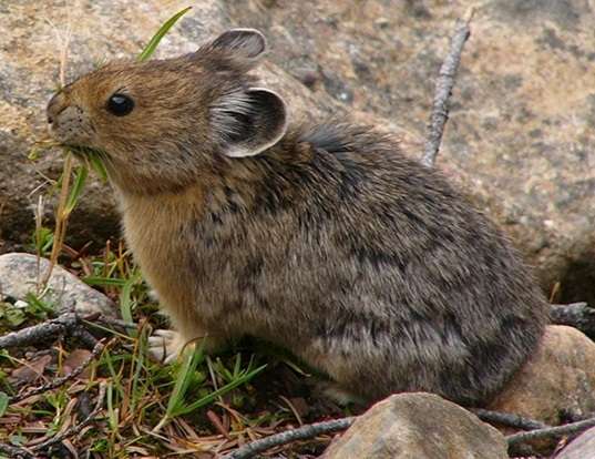 AMERICAN PIKA LIFE EXPECTANCY