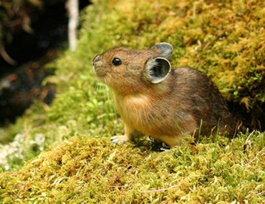 STEPPE PIKA LIFE EXPECTANCY