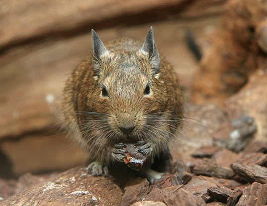 DEGU LIFE EXPECTANCY