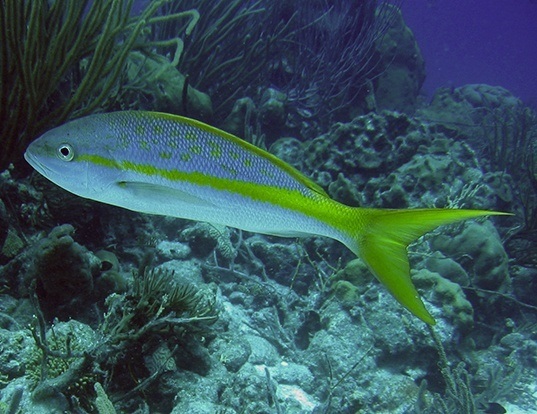 YELLOWTAIL SNAPPER LIFE EXPECTANCY