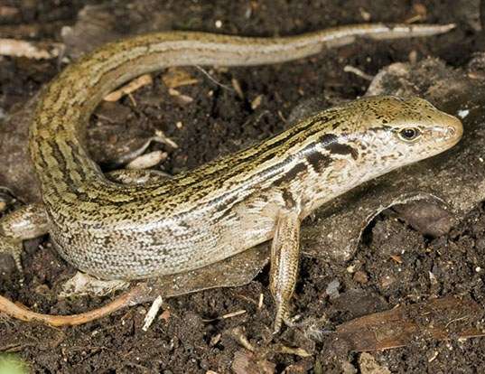 WHITE'S AUSTRALIAN SKINK LIFE EXPECTANCY
