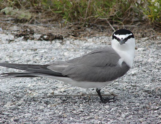 GRAY-BACKED TERN LIFE EXPECTANCY