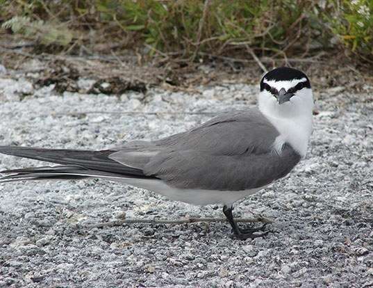 GRAY-BACKED TERN LIFE EXPECTANCY