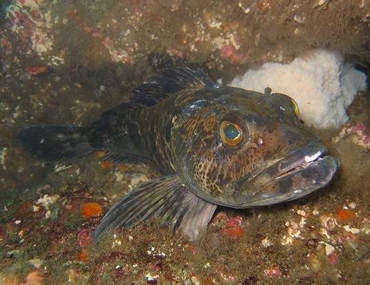 LINGCOD LIFE EXPECTANCY