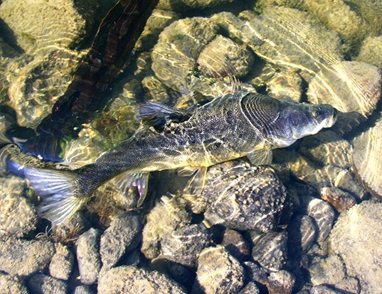 WARTY OREO LIFE EXPECTANCY