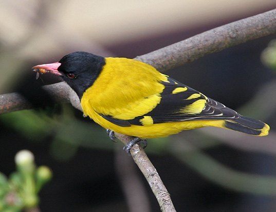 BLACK-HOODED ORIOLE (HANG-NEST) LIFE EXPECTANCY