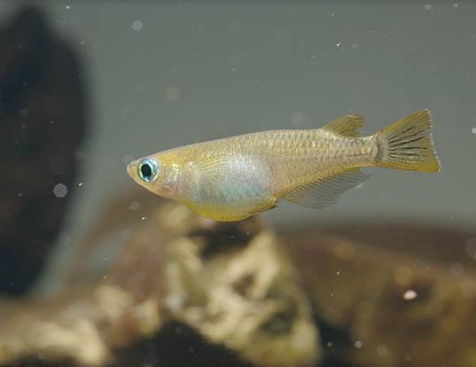 JAPANESE MEDAKA LIFE EXPECTANCY