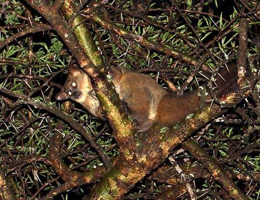 ESPERANZA DE VIDA DE LOS THICK-TAILED GREATER GALAGO