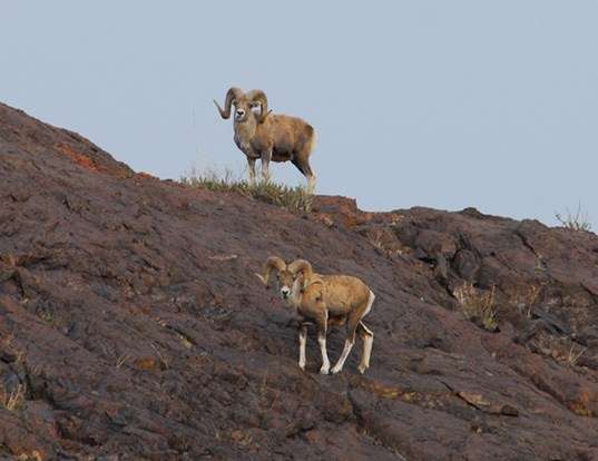 BLUE SHEEP LIFE EXPECTANCY