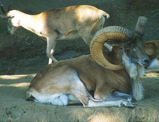 BLUE SHEEP LIFE EXPECTANCY