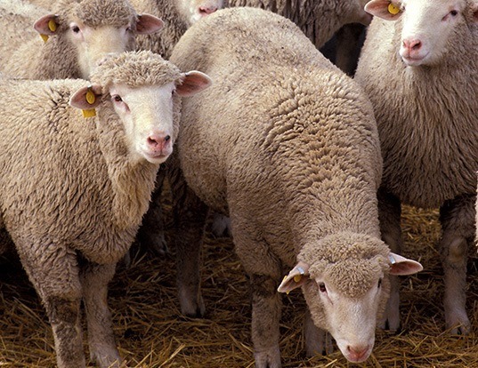 SHEEP LIFE EXPECTANCY