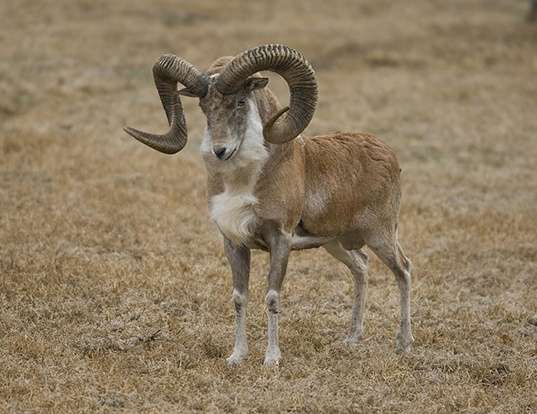 BLUE SHEEP LIFE EXPECTANCY