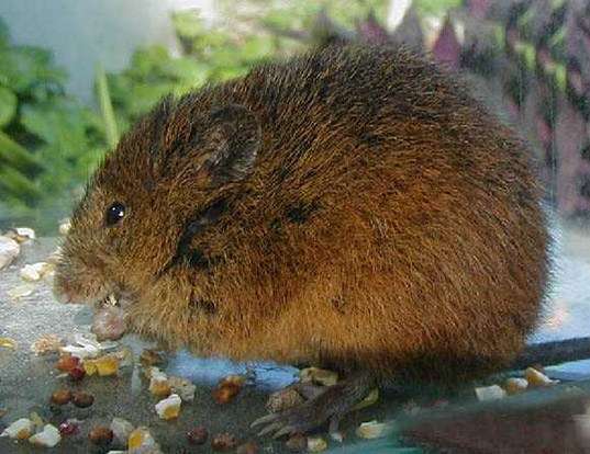 PINYON MOUSE LIFE EXPECTANCY