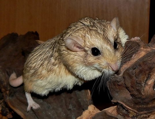DWARF GERBIL LIFE EXPECTANCY