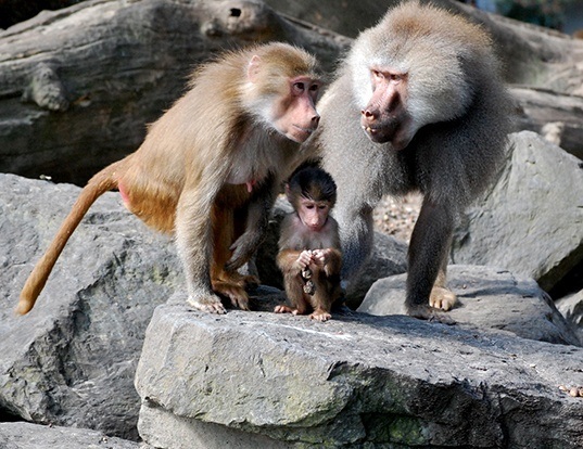 HAMADRYAS BABOON LIFE EXPECTANCY