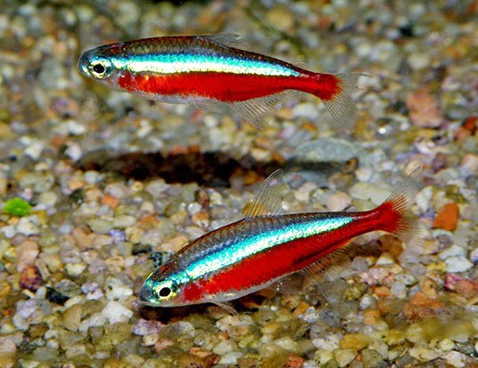 Panduan Lengkap Ikan Neon (Cardinal Tetra) – Blog Memelihara Ikan