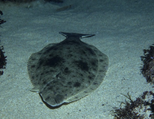 GREENLAND HALIBUT LIFE EXPECTANCY