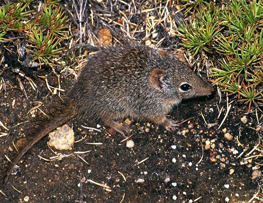 ESPERANZA DE VIDA DE LOS CALIFORNIA MOUSE