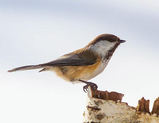 GRAY-HEADED CHICKADEE LIFE EXPECTANCY