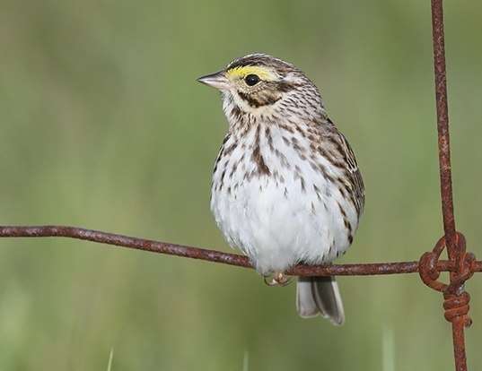 HOUSE SPARROW LIFE EXPECTANCY