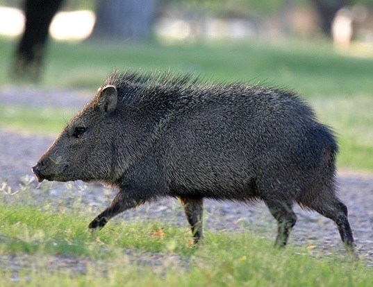 COLLARED PECCARY LIFE EXPECTANCY