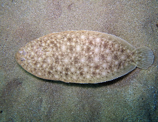 ATLANTIC SOLE LIFE EXPECTANCY