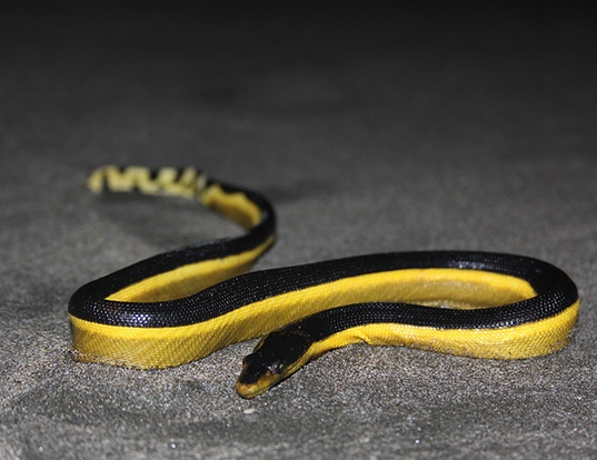 YELLOW-BELLIED SEA SNAKE LIFE EXPECTANCY