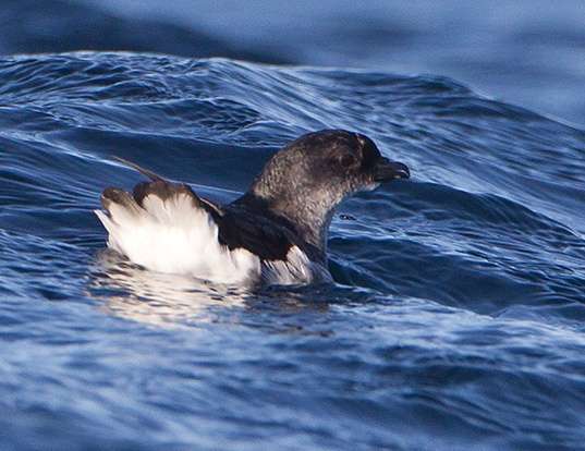 DIVING PETREL LIFE EXPECTANCY