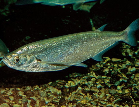 ZIEGE LIFE EXPECTANCY