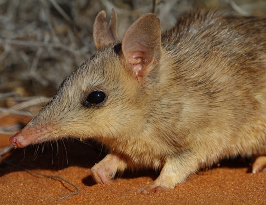 WESTERN BARRED BANDICOOT LIFE EXPECTANCY