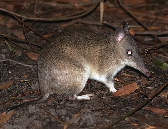 LONG-NOSED BANDICOOT LIFE EXPECTANCY