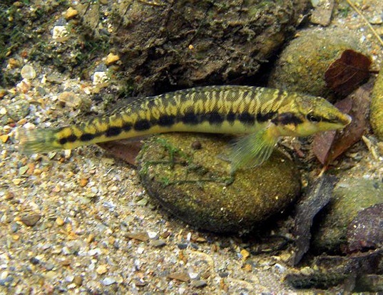 LOGPERCH LIFE EXPECTANCY