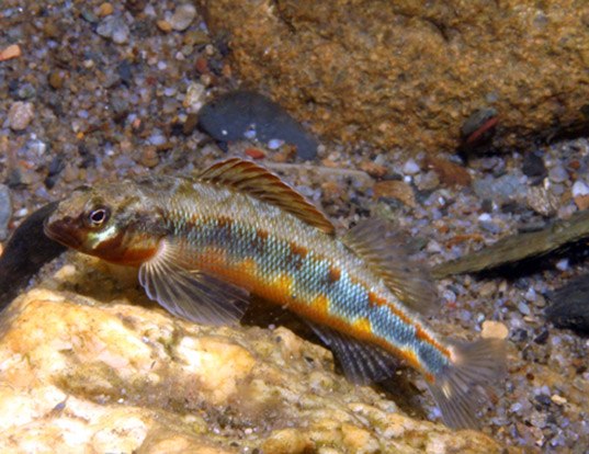 BANDED DARTER LIFE EXPECTANCY