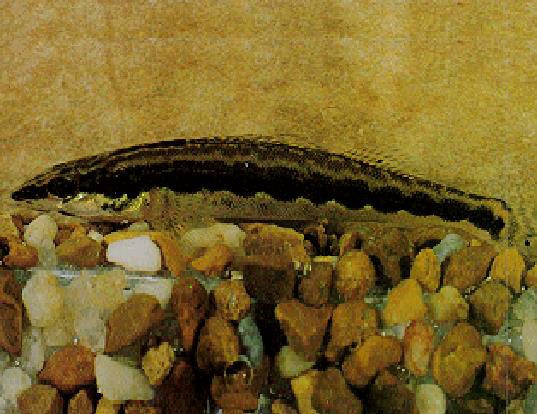 STRIPETAIL DARTER LIFE EXPECTANCY