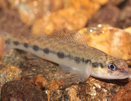 BLACKSIDE DARTER LIFE EXPECTANCY