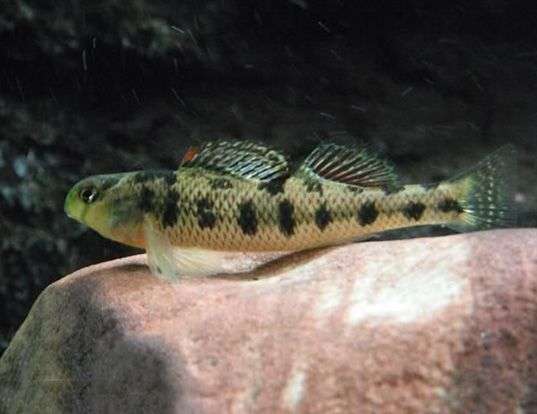 LEOPARD DARTER LIFE EXPECTANCY