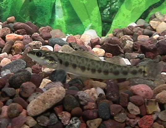 SLENDERHEAD DARTER LIFE EXPECTANCY