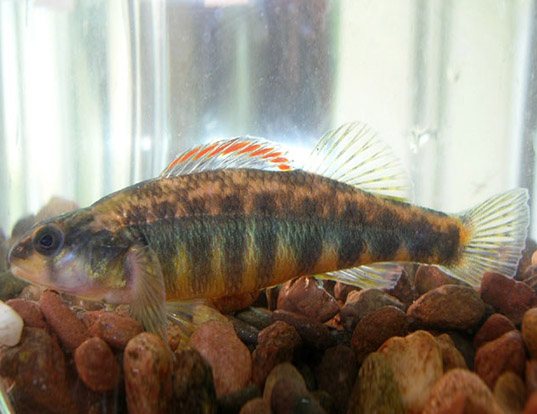 ESPERANZA DE VIDA DE LOS JOHNNY DARTER