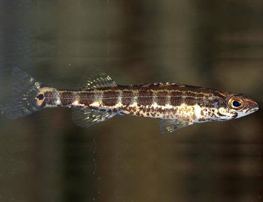 STRIPETAIL DARTER LIFE EXPECTANCY