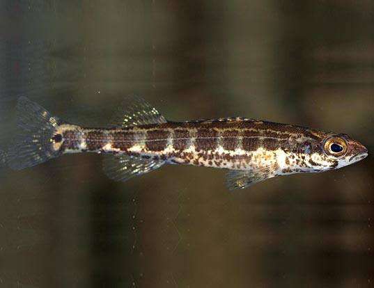 DUSKY DARTER LIFE EXPECTANCY