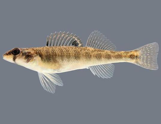 STRIPETAIL DARTER LIFE EXPECTANCY