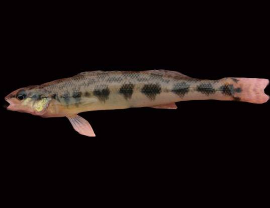 STRIPETAIL DARTER LIFE EXPECTANCY