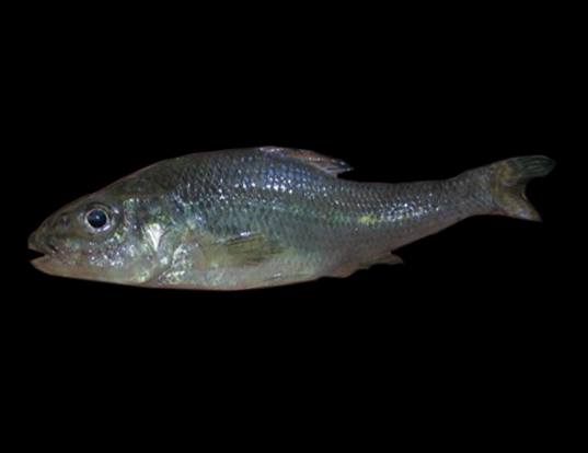 SAND ROLLER LIFE EXPECTANCY