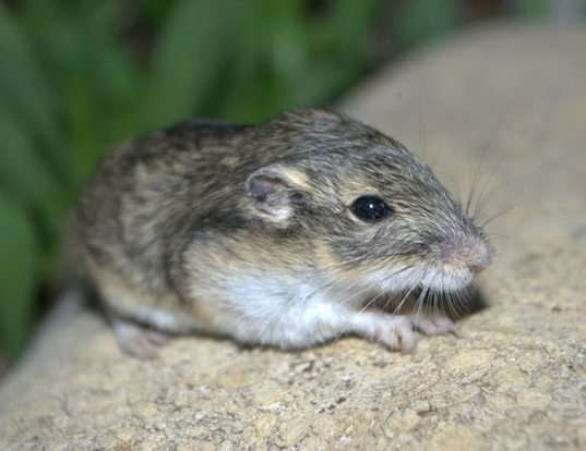 SMALL JAPANESE FIELD MOUSE LIFE EXPECTANCY