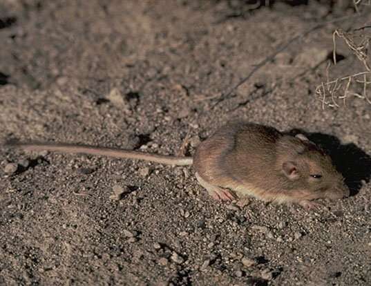 NORTHERN GRASSHOPPER MOUSE LIFE EXPECTANCY