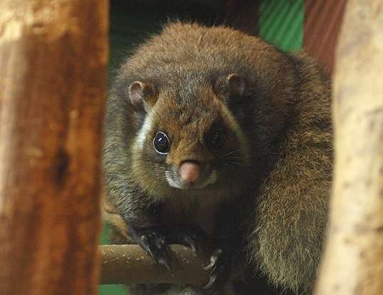 Japanese Giant Flying Squirrel
